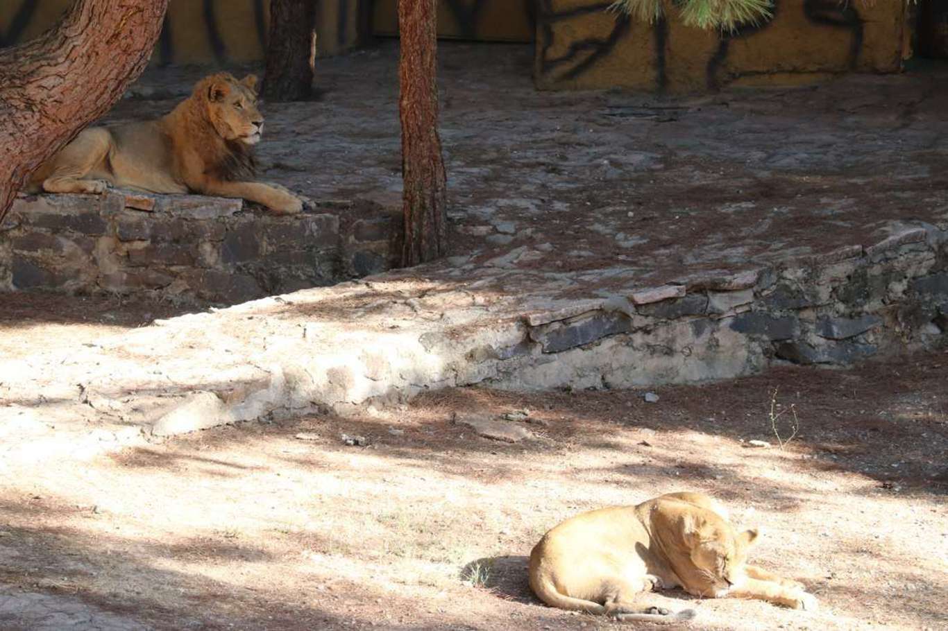 Lion And Turkey