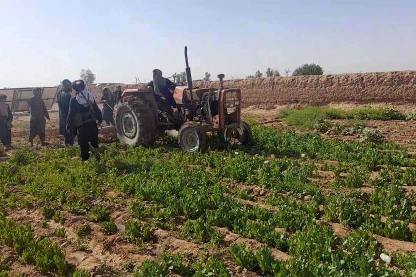 Islamic Emirate of Afghanistan destroys poppy farms in Helmand - [İLKHA ...